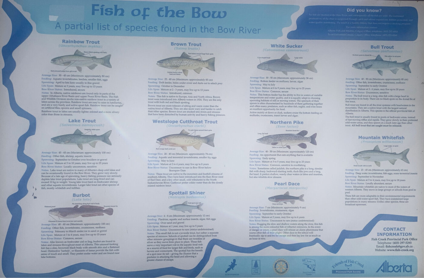 Want to Try Fly Fishing on the Bow River? | Wolf Willow