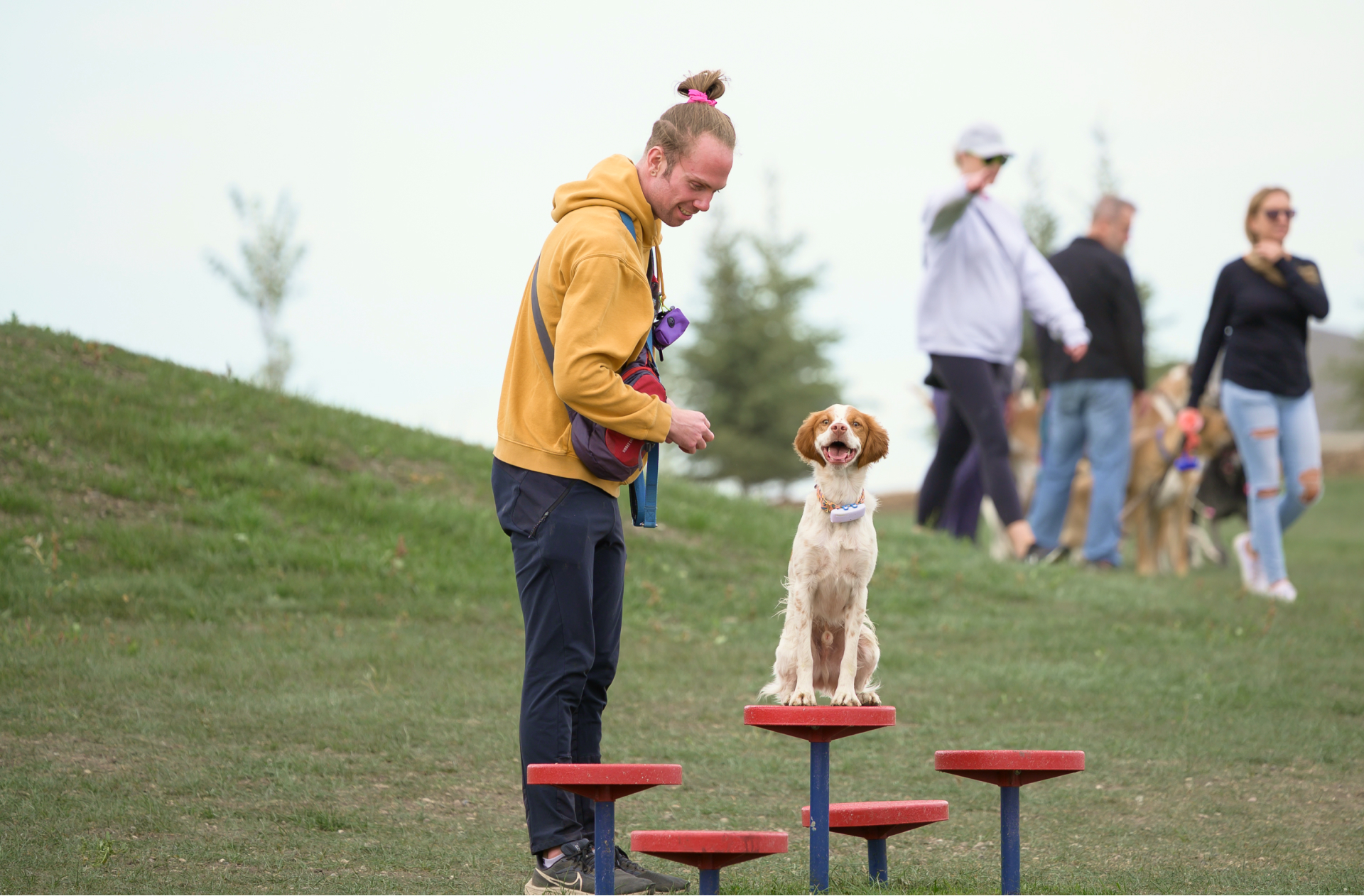 Welcome to Woof Willow: Intro to Dog Agility Equipment & Safety Tips ...